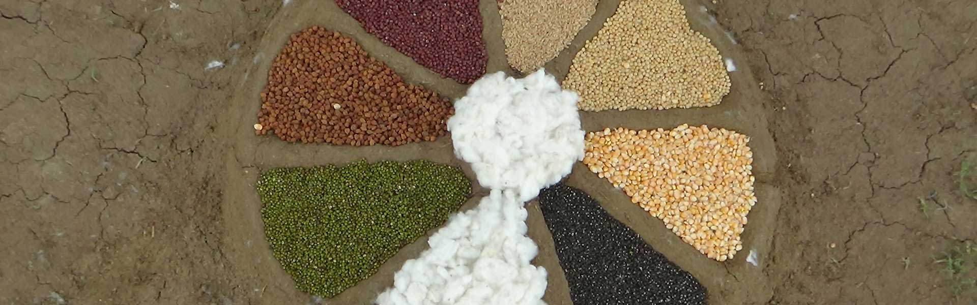 Seed Management – Abhinav