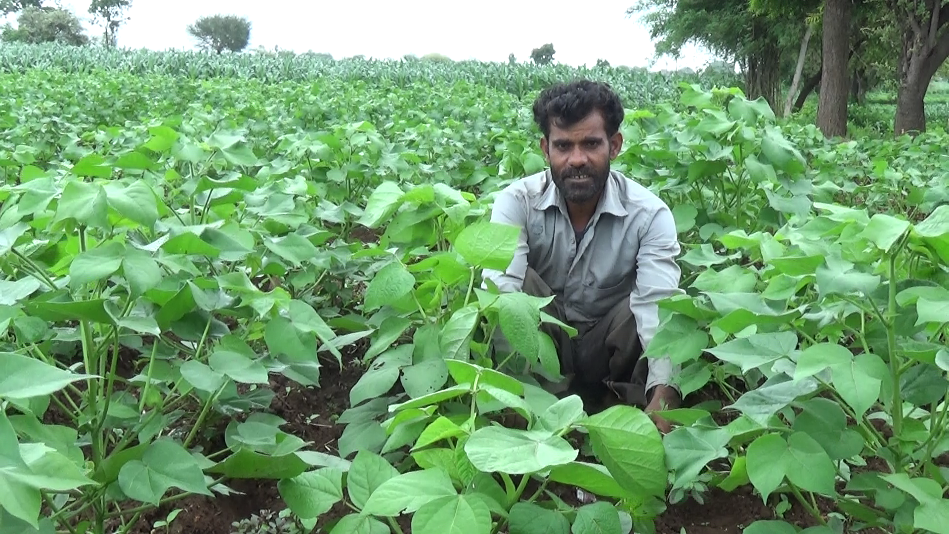 Model farm development – Abhinav