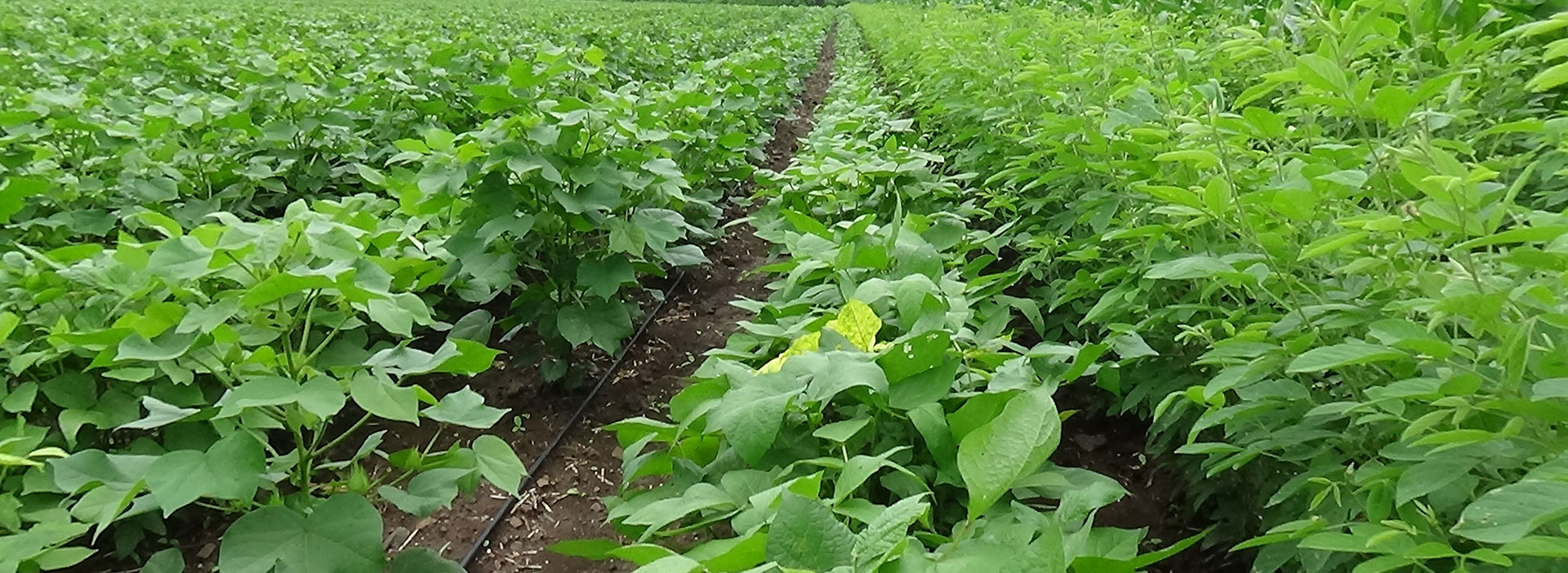 Crop Management – Abhinav